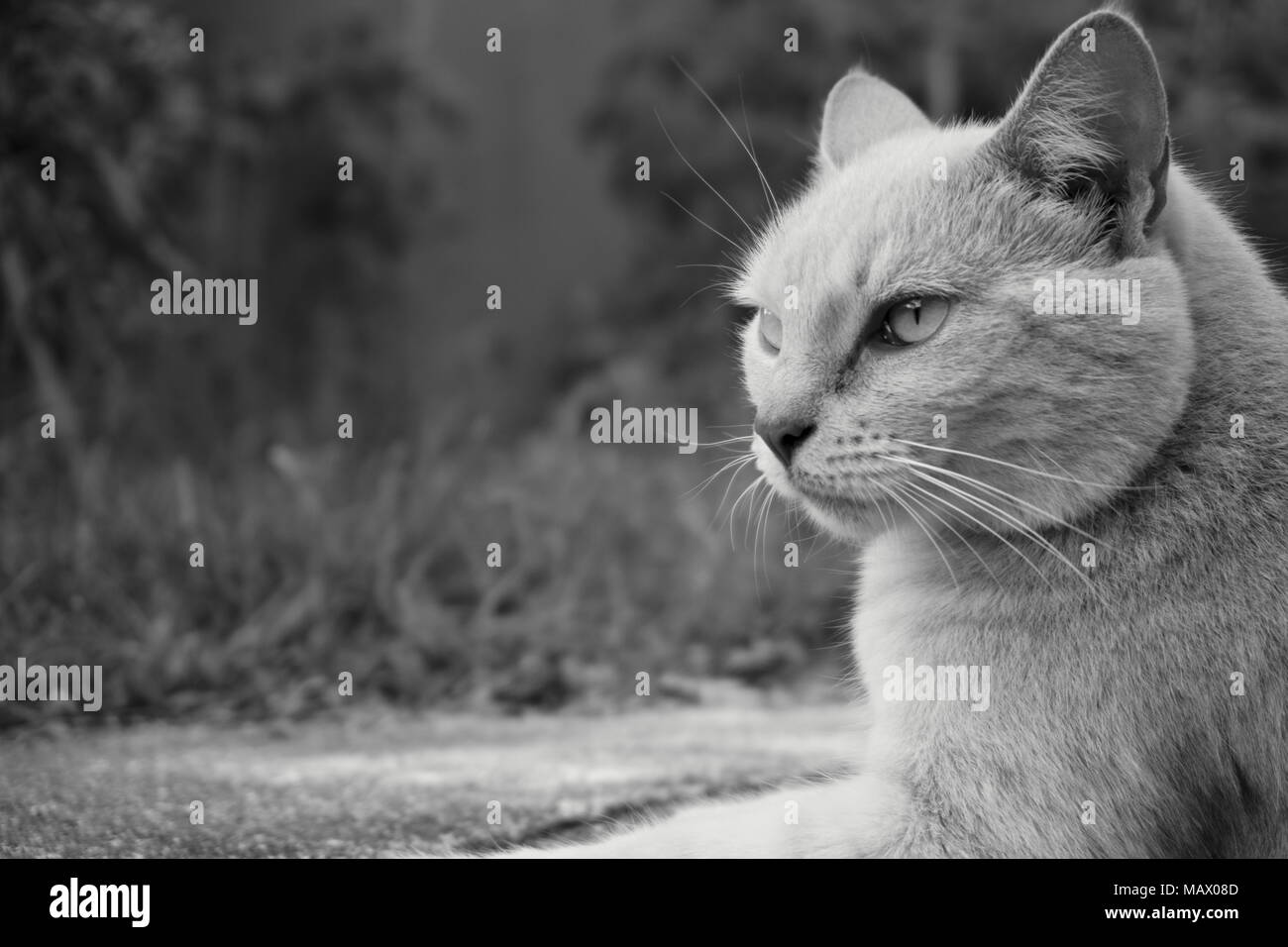 Gato amarillo -Fotos und -Bildmaterial in hoher Auflösung – Alamy