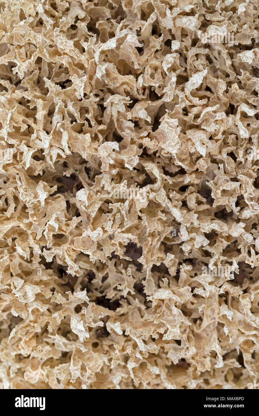 Lichen islandicus -Fotos und -Bildmaterial in hoher Auflösung – Alamy