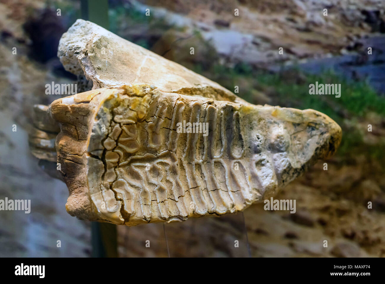 Mammut museum mammut skelett mammuthus -Fotos und -Bildmaterial in ...