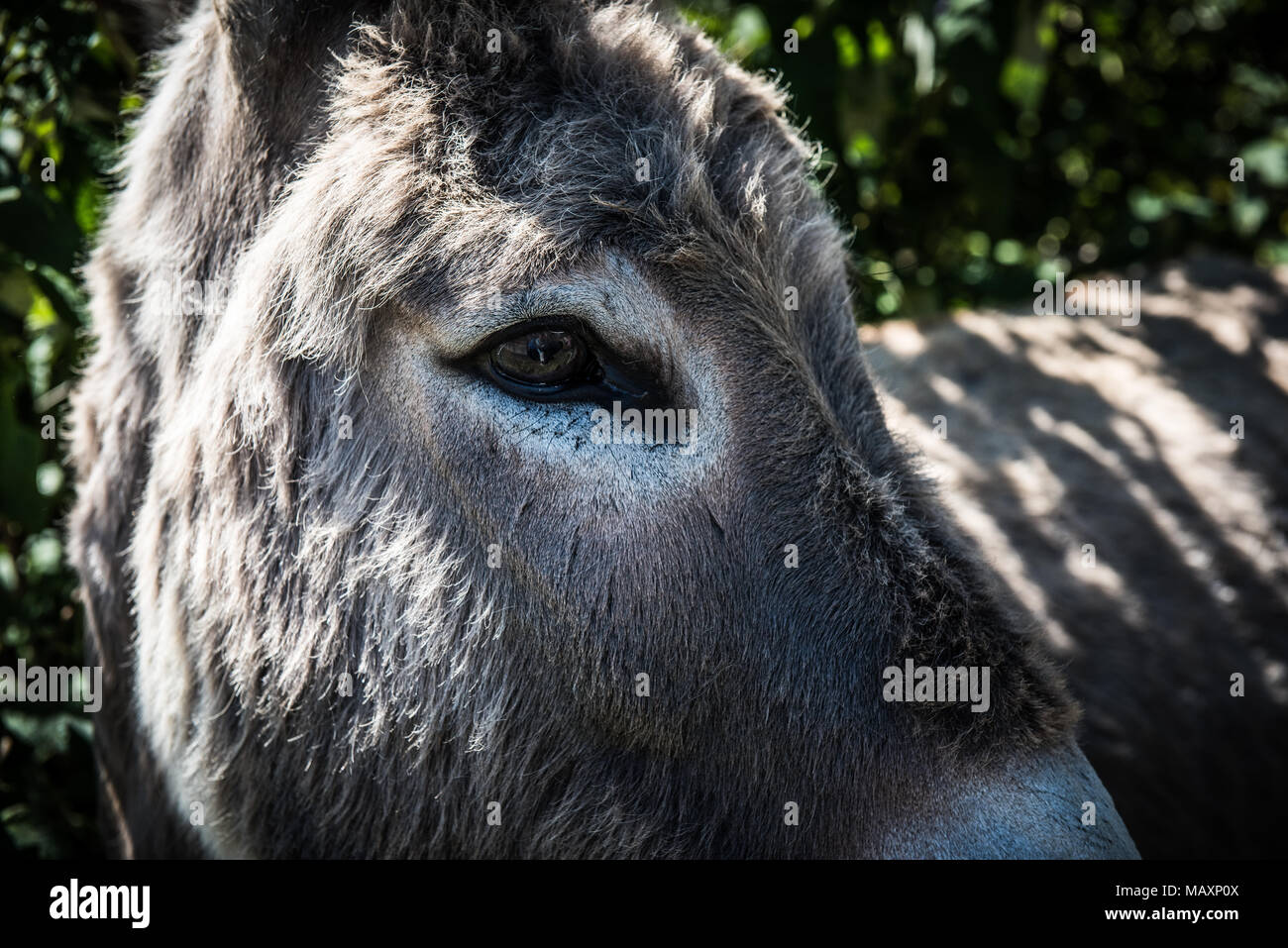 Close up Portrait von einem Esel Auge Stockfotografie - Alamy