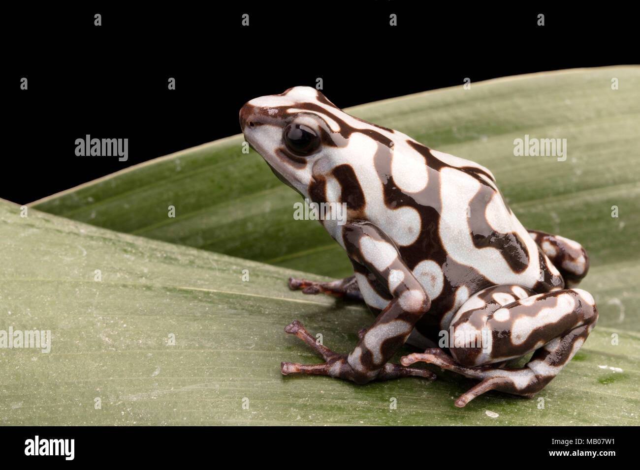 Poison Dart oder Pfeil Frosch, Dendrobates auratus. Eine giftige ...