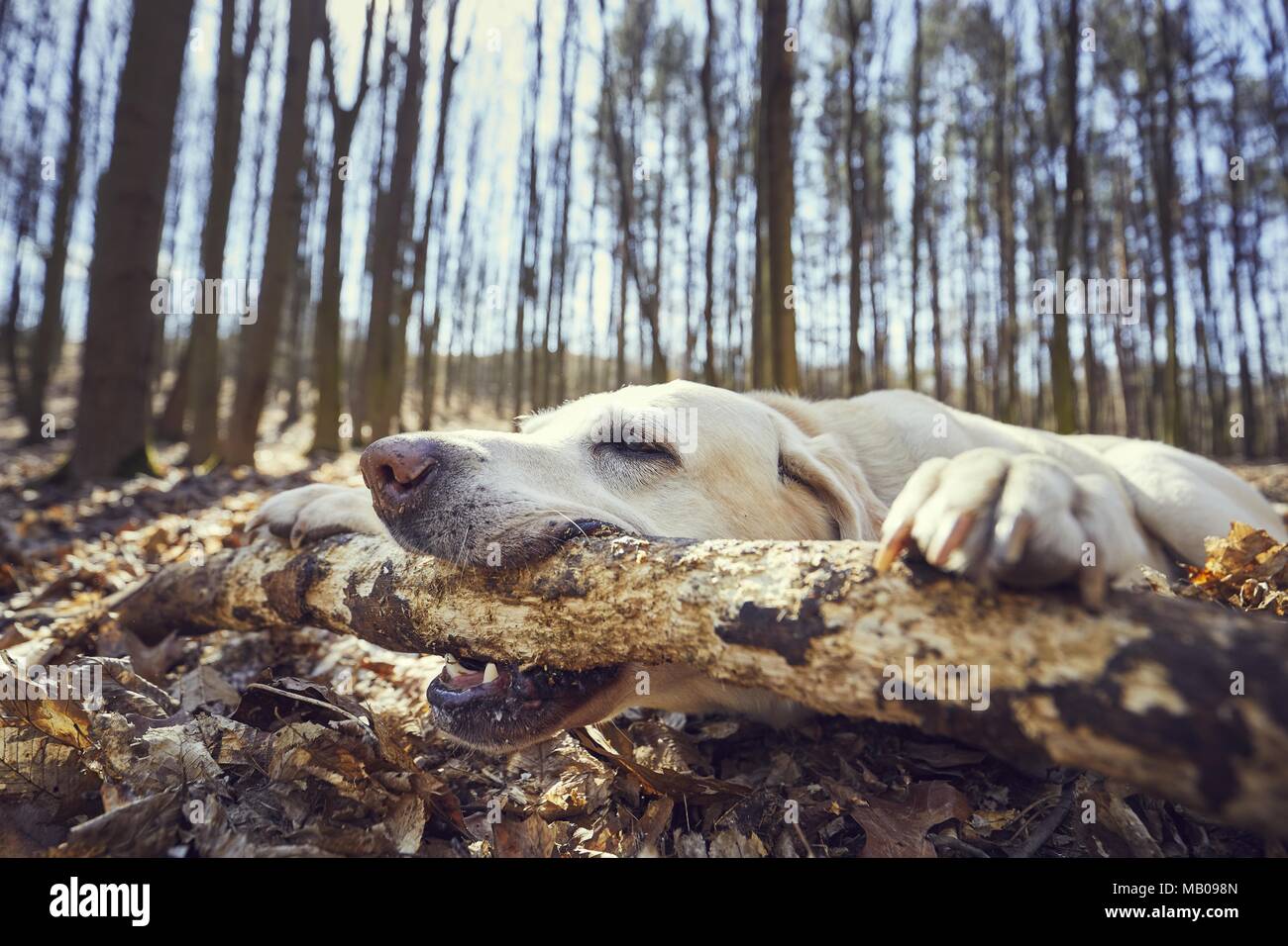 Kleb wald -Fotos und -Bildmaterial in hoher Auflösung – Alamy