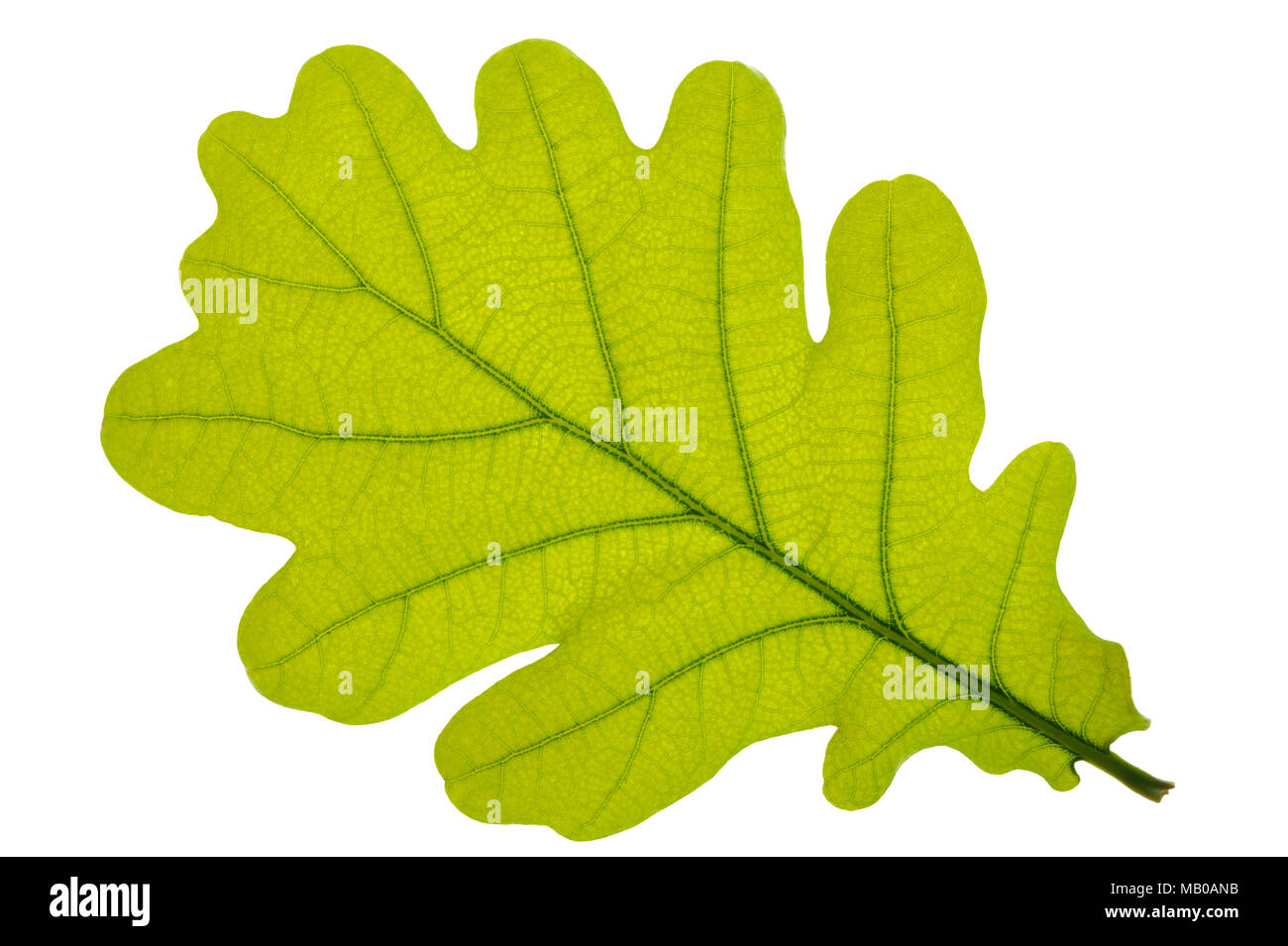 Eiche ast fotografie -Fotos und -Bildmaterial in hoher Auflösung – Alamy