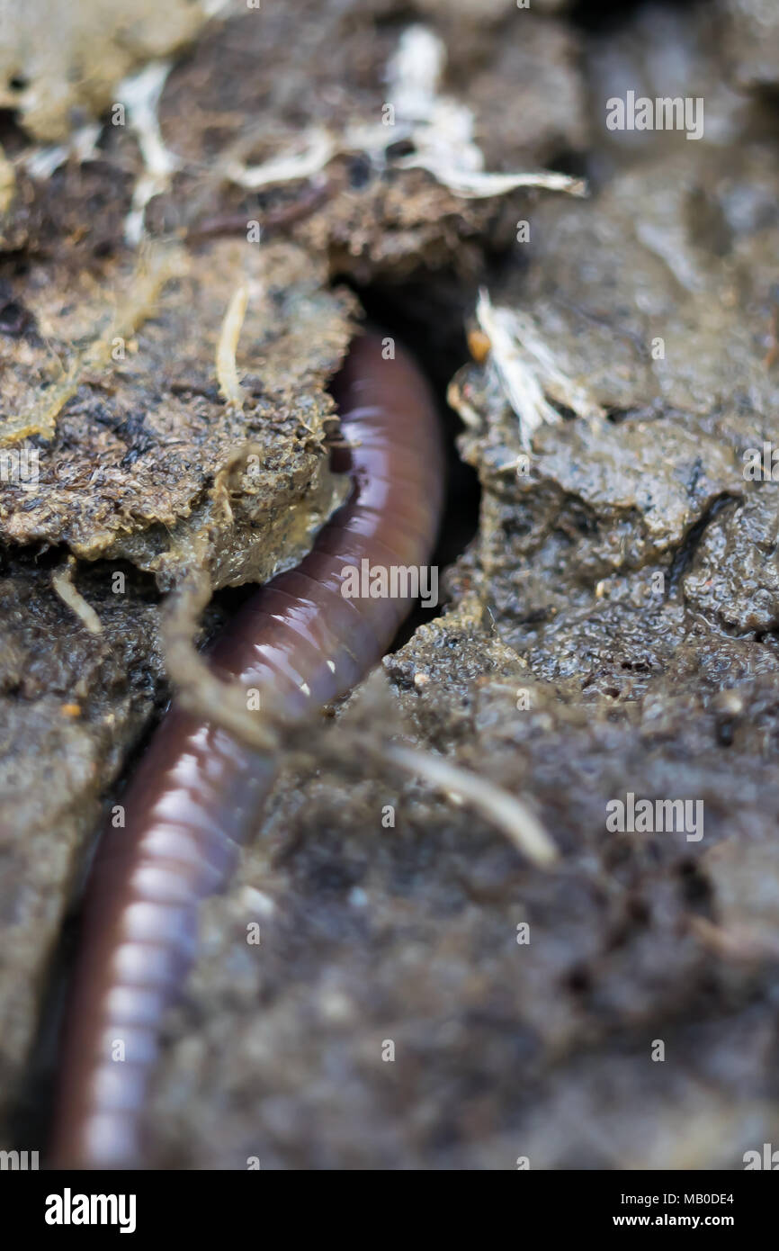 Erde wurm -Fotos und -Bildmaterial in hoher Auflösung – Alamy