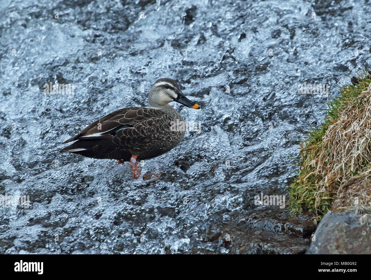 Duck anas sp -Fotos und -Bildmaterial in hoher Auflösung – Alamy