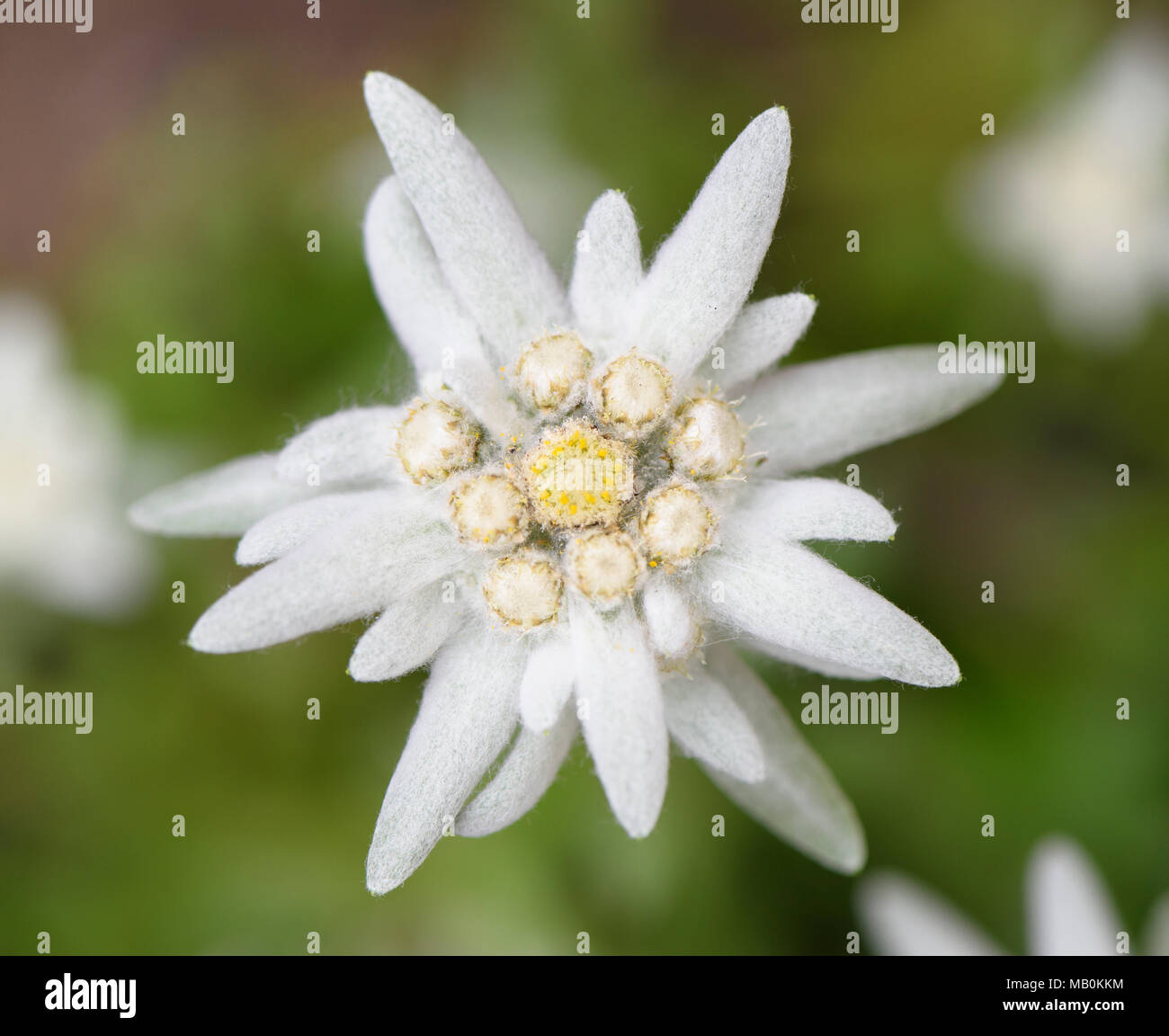 Edelweiss flower -Fotos und -Bildmaterial in hoher Auflösung – Alamy
