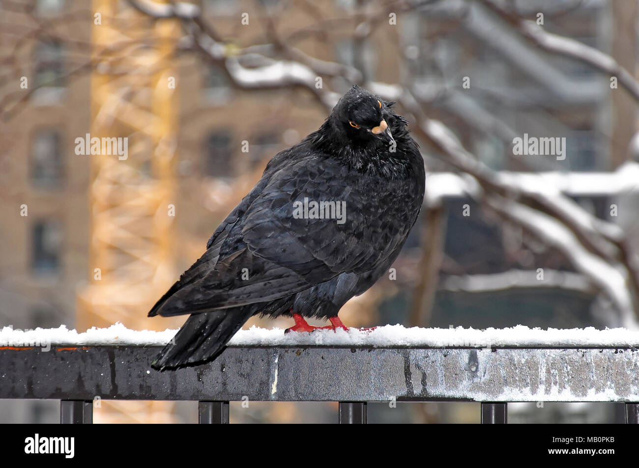 Lustige taube -Fotos und -Bildmaterial in hoher Auflösung – Alamy