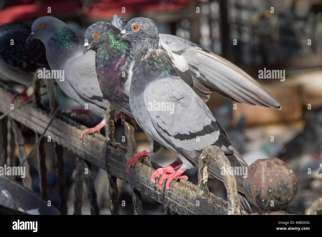 Tauben und tauben familie -Fotos und -Bildmaterial in hoher Auflösung ...