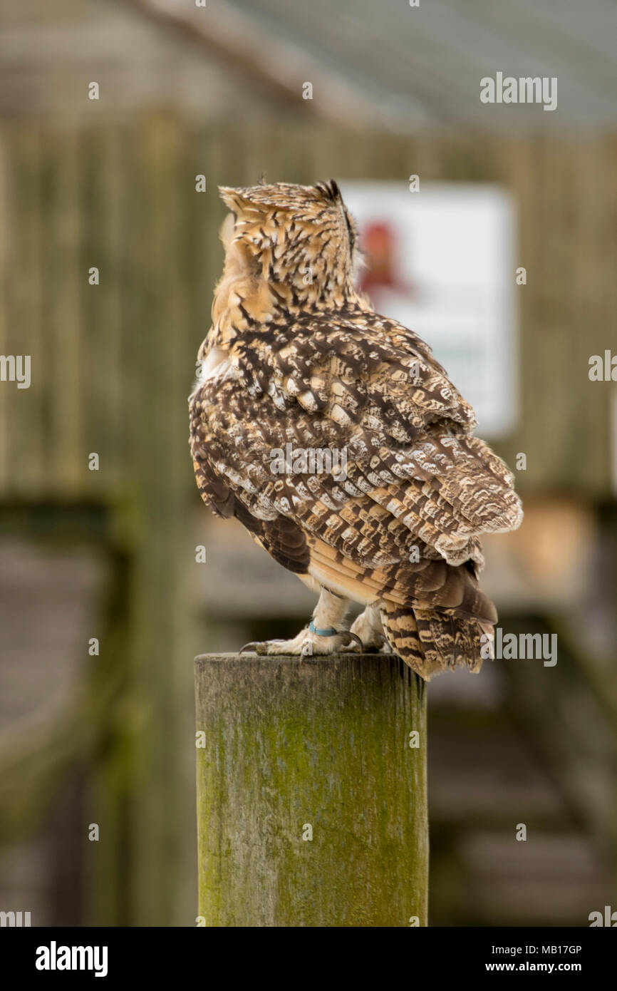 Hoch sitzende eulen -Fotos und -Bildmaterial in hoher Auflösung – Alamy
