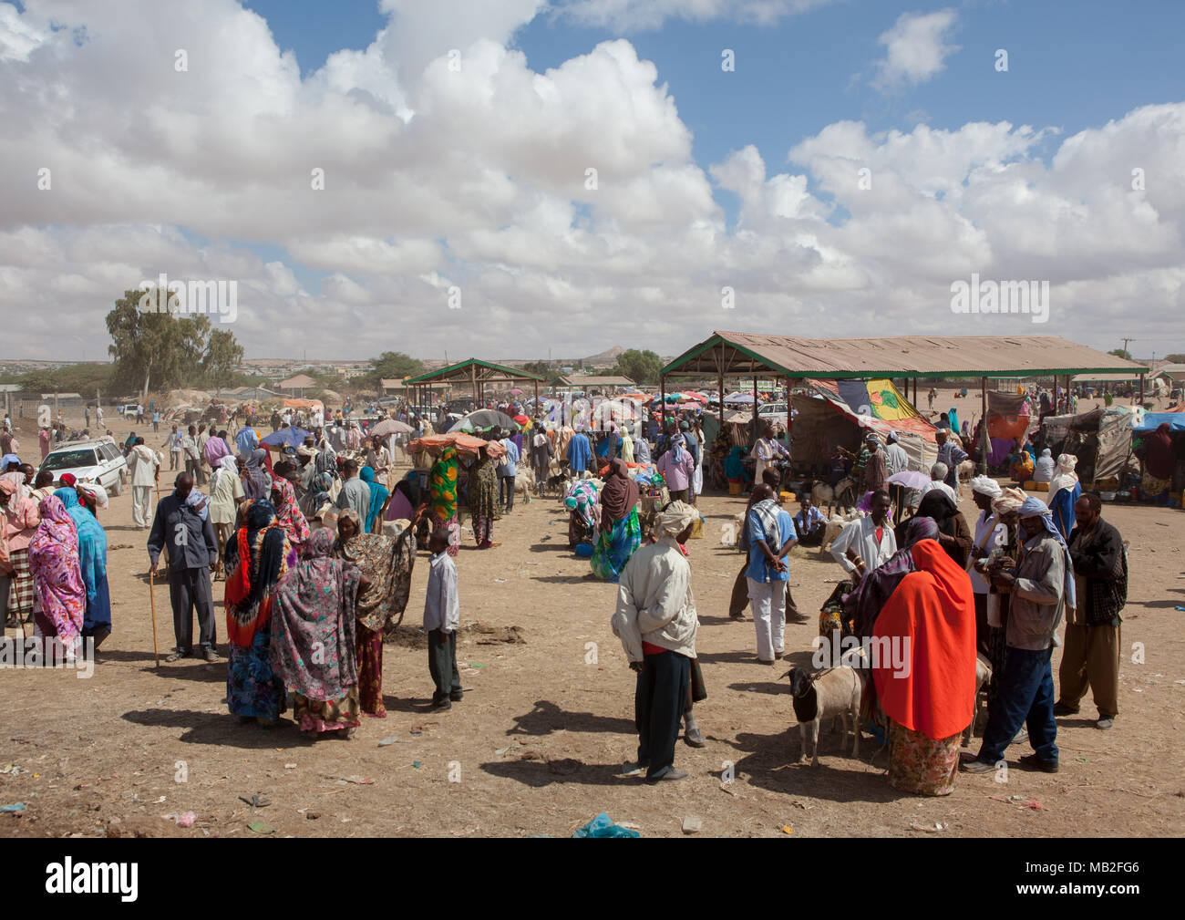 Somaliland Ziegen Ziegen Vieh Stockfotos und -bilder Kaufen - Alamy