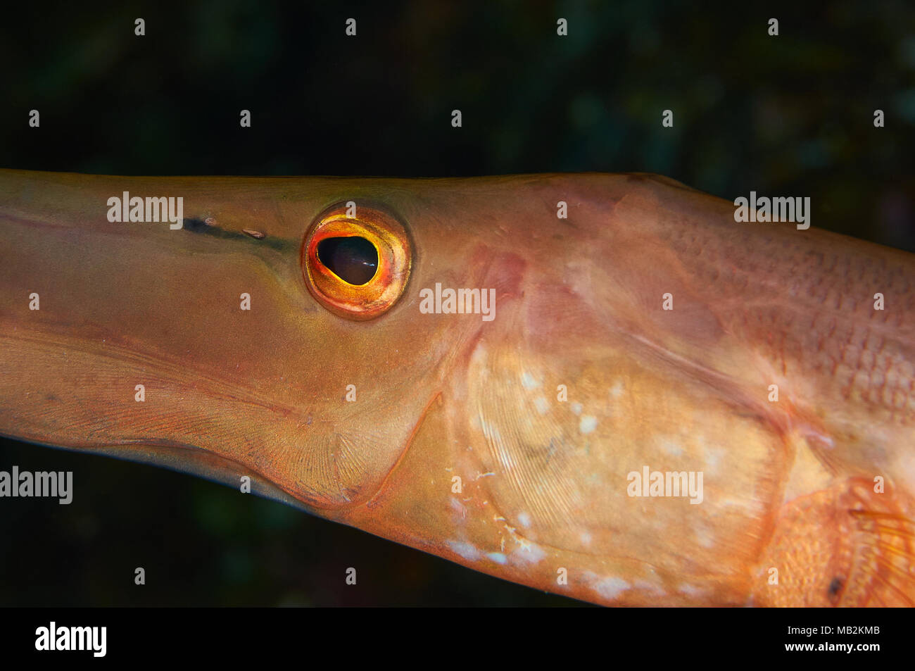 Pez trompeta atlantico -Fotos und -Bildmaterial in hoher Auflösung – Alamy