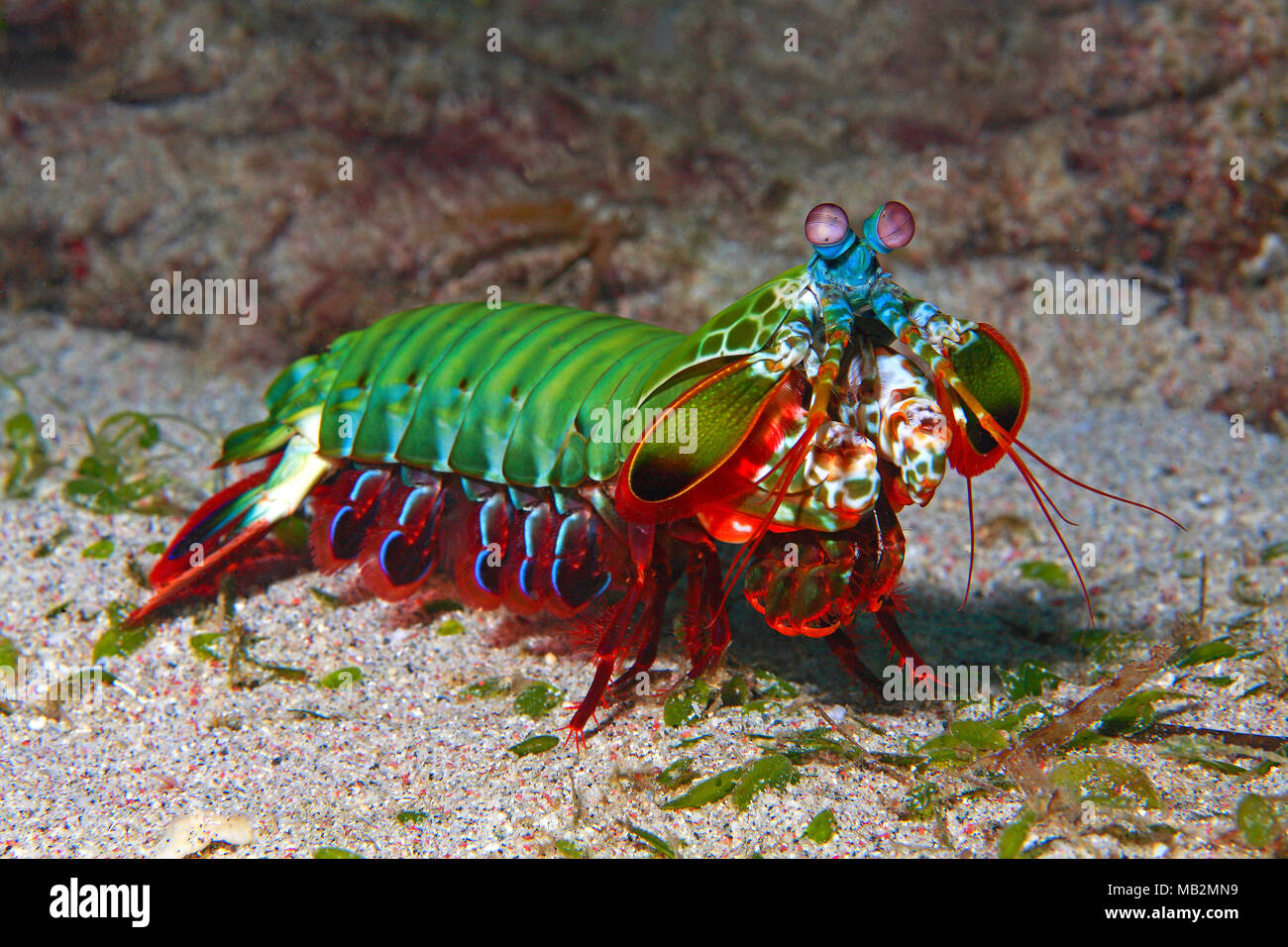 Clown Mantis Garnelen Stockfotos und -bilder Kaufen - Alamy