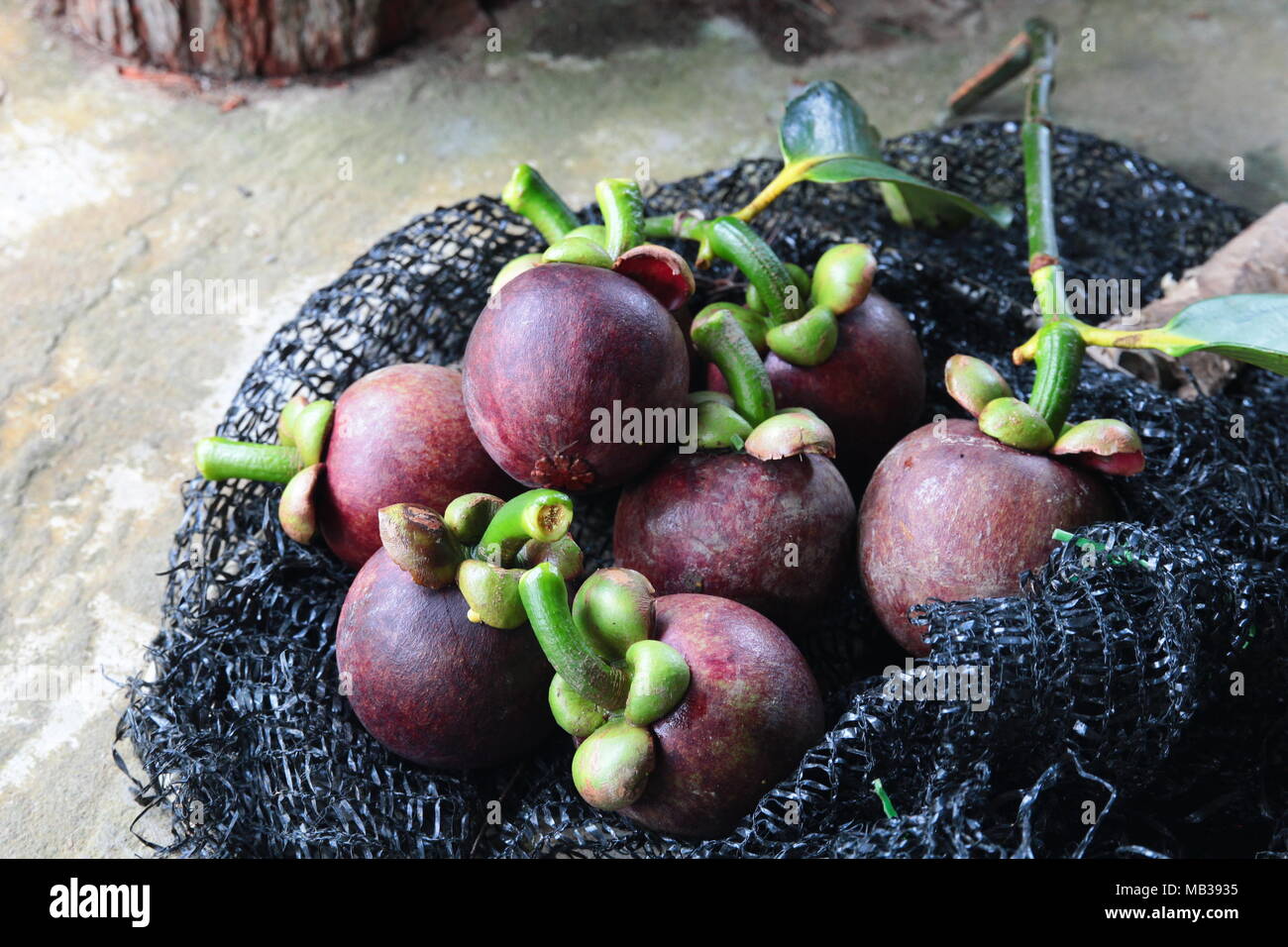 Tropical Fruits Malaysia Stockfotos und -bilder Kaufen - Alamy