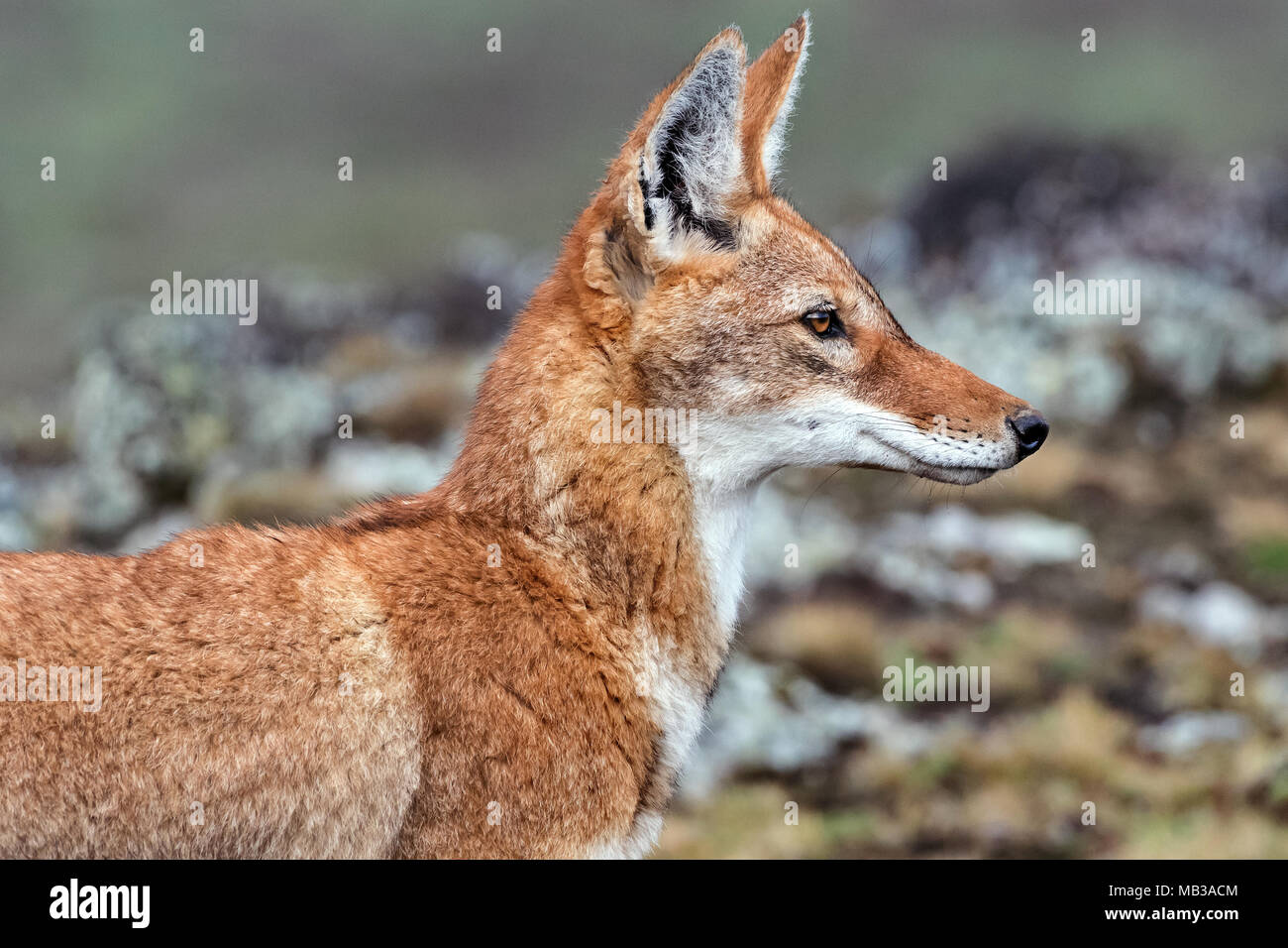 Simien wolf -Fotos und -Bildmaterial in hoher Auflösung – Alamy