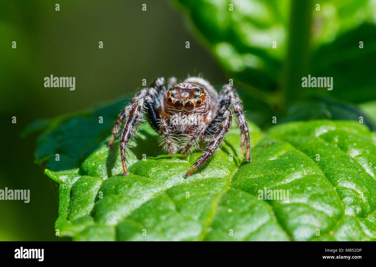 Australische Gartenspinnen Stockfotos und -bilder Kaufen - Alamy