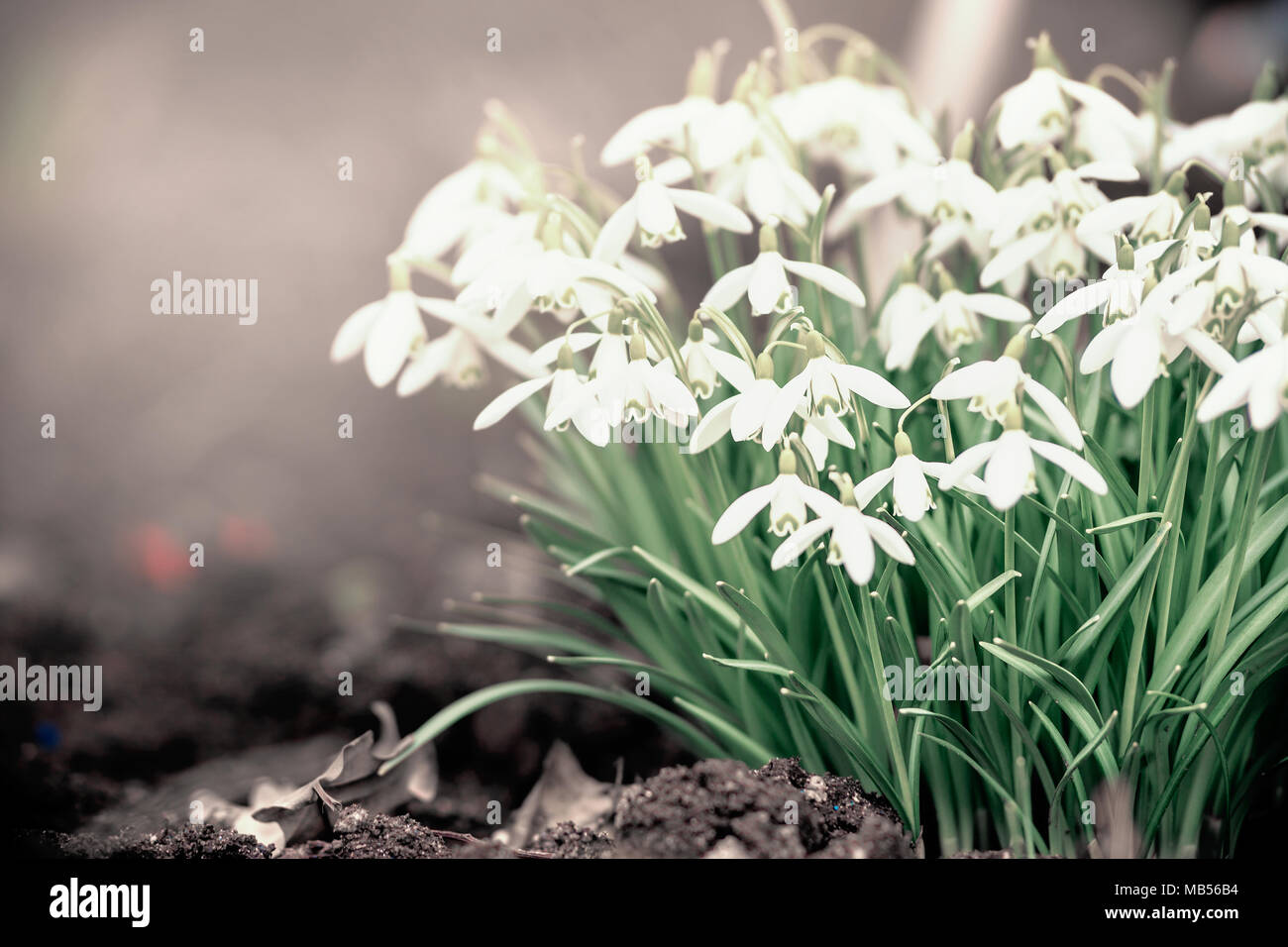 Snow forrest symbols background -Fotos und -Bildmaterial in hoher ...