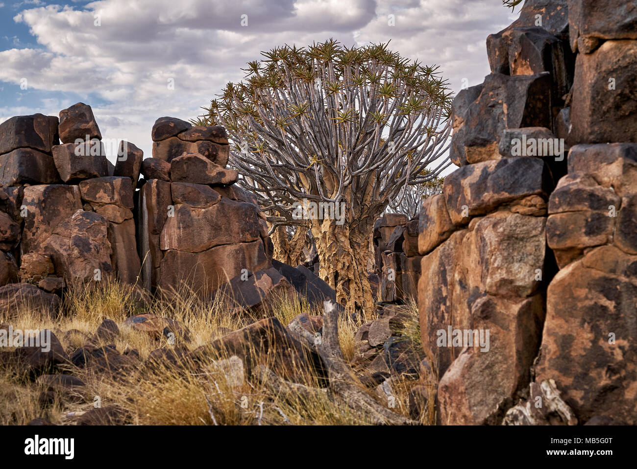 Fossile Pflanzen Stockfotos und -bilder Kaufen - Alamy