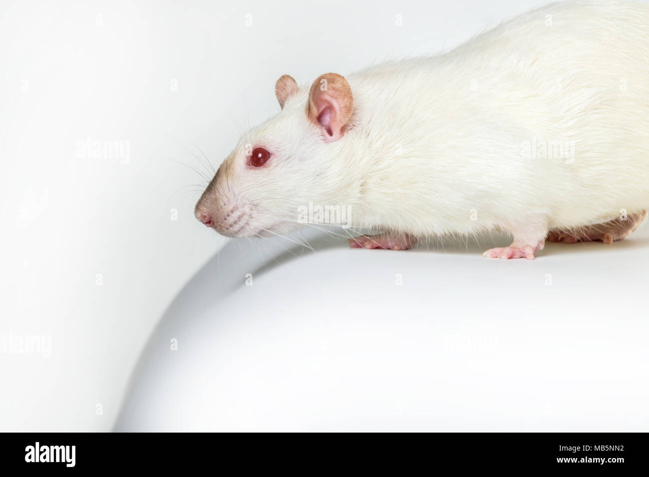 Rote augen ratte Stockfotos und -bilder Kaufen - Alamy