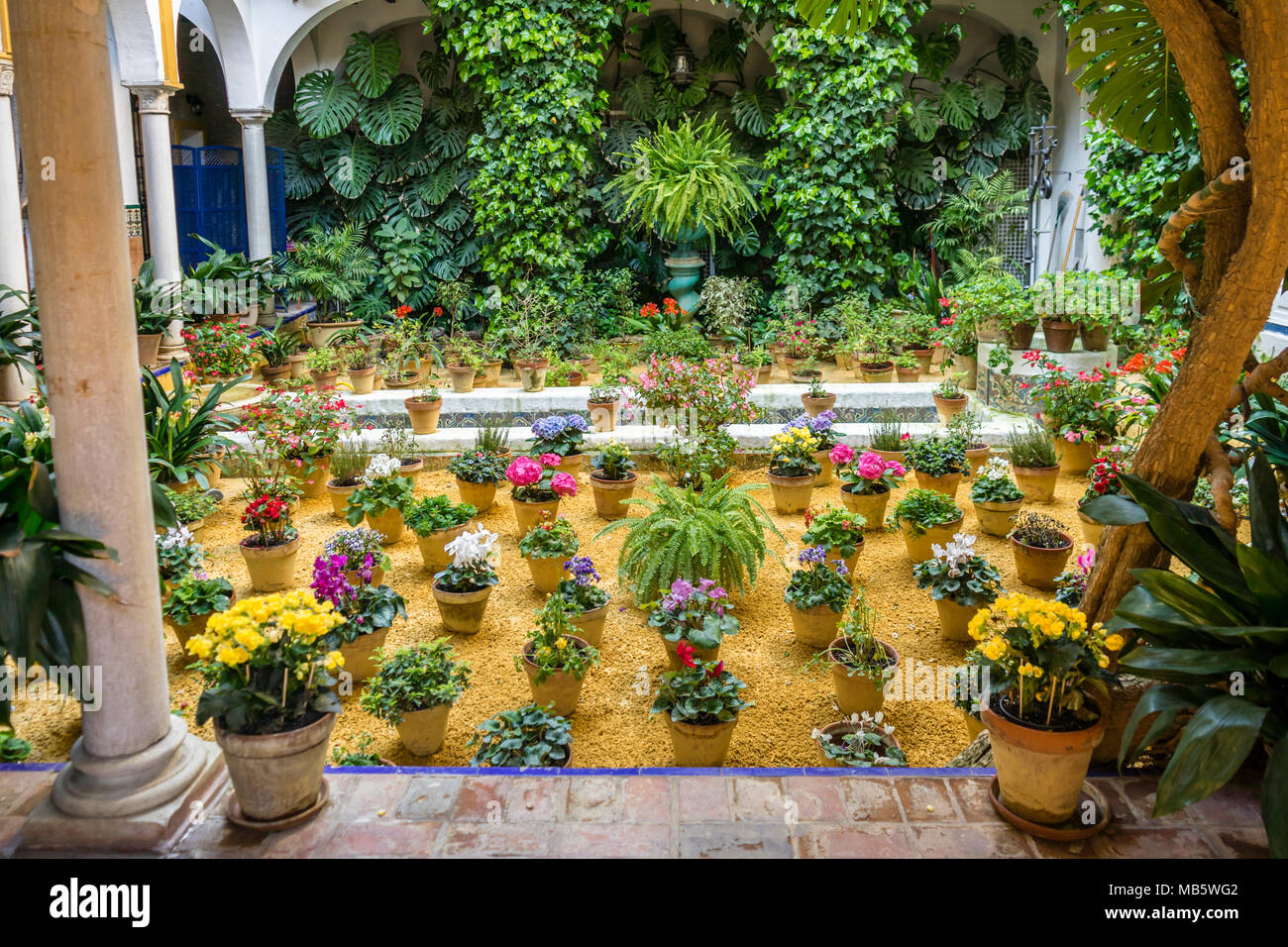 Spanish plants -Fotos und -Bildmaterial in hoher Auflösung – Alamy