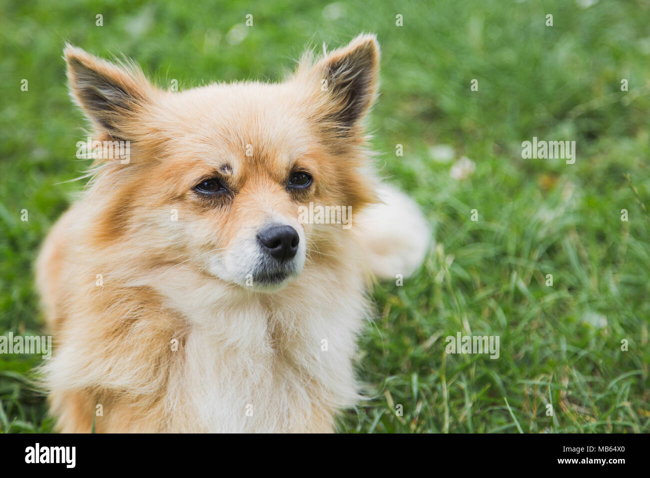 Dog Nose Hair Closeup Stockfotos & Dog Nose Hair Closeup Bilder - Alamy