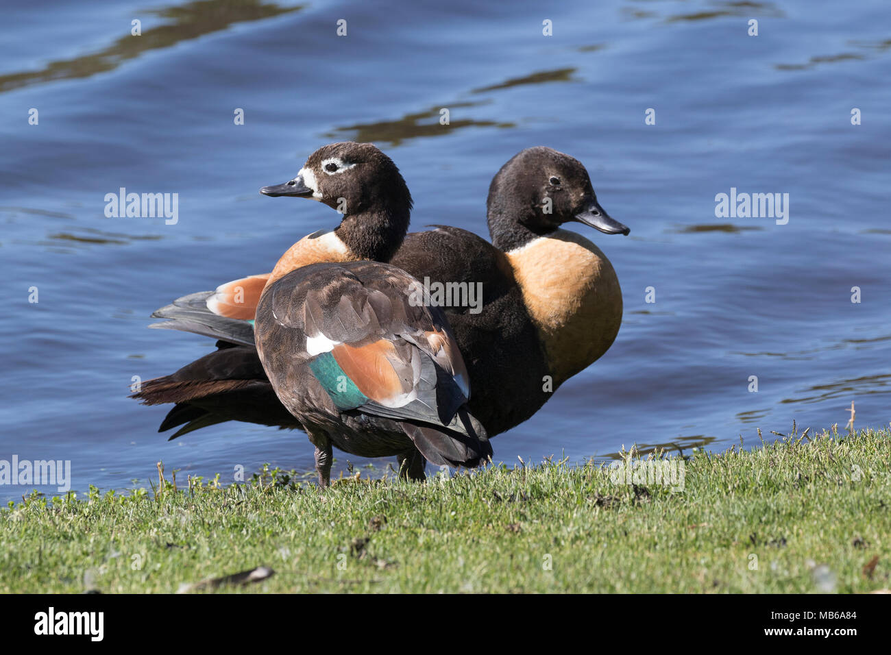 Australian shelduck tadorna tadornoides -Fotos und -Bildmaterial in ...