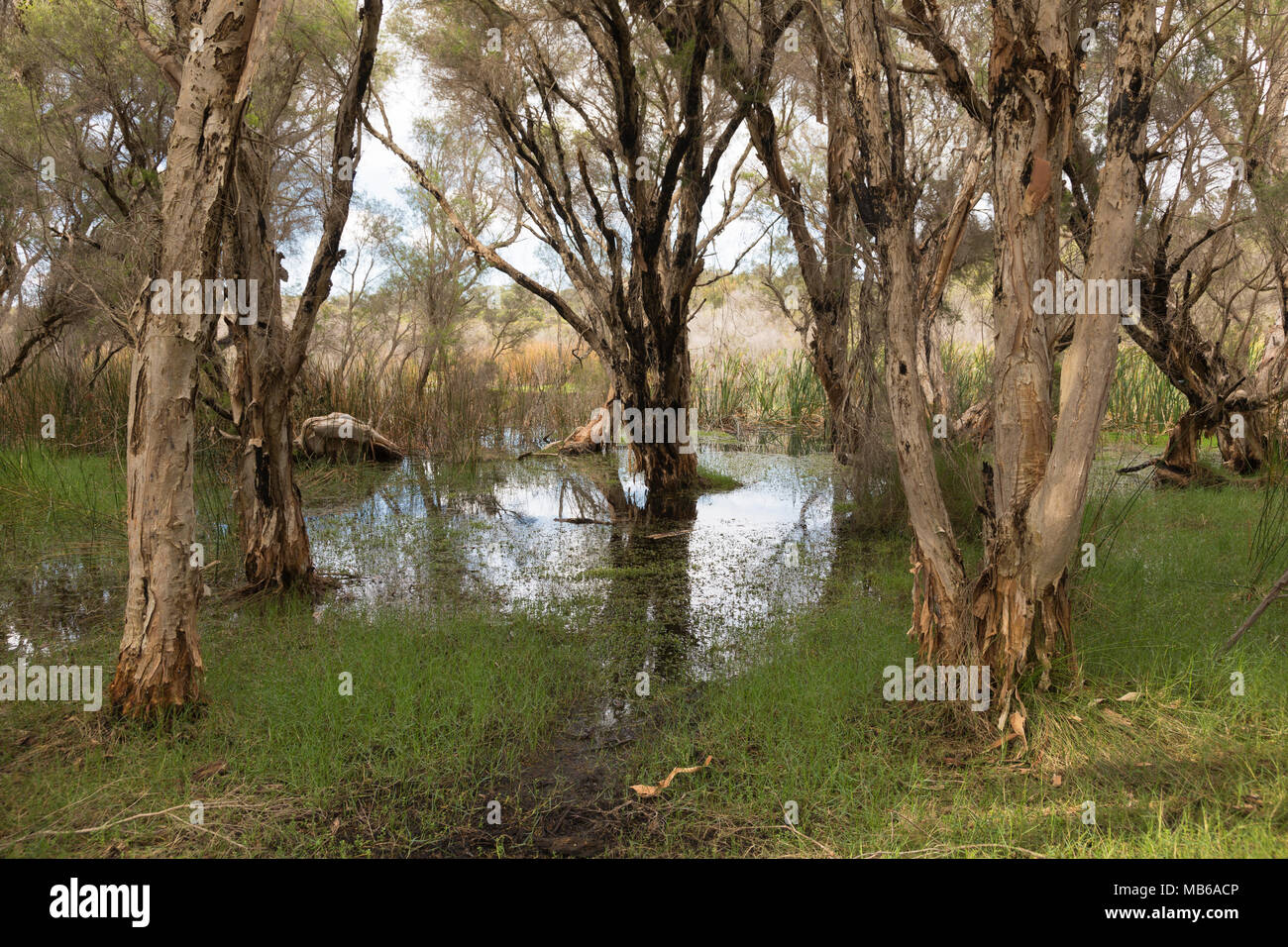 Melaleuca rhaphiophylla -Fotos und -Bildmaterial in hoher Auflösung – Alamy