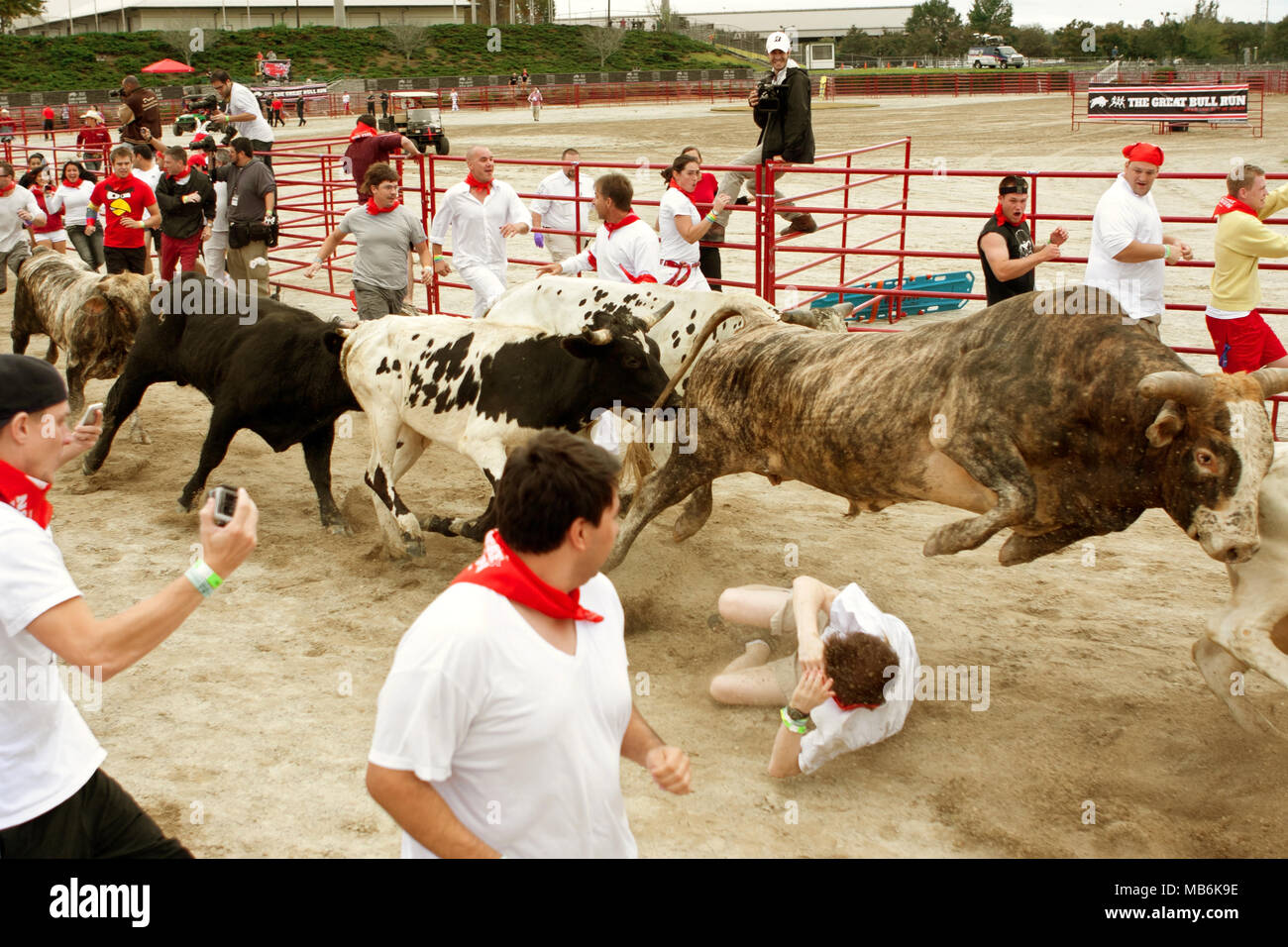 Stampfender stier -Fotos und -Bildmaterial in hoher Auflösung – Alamy