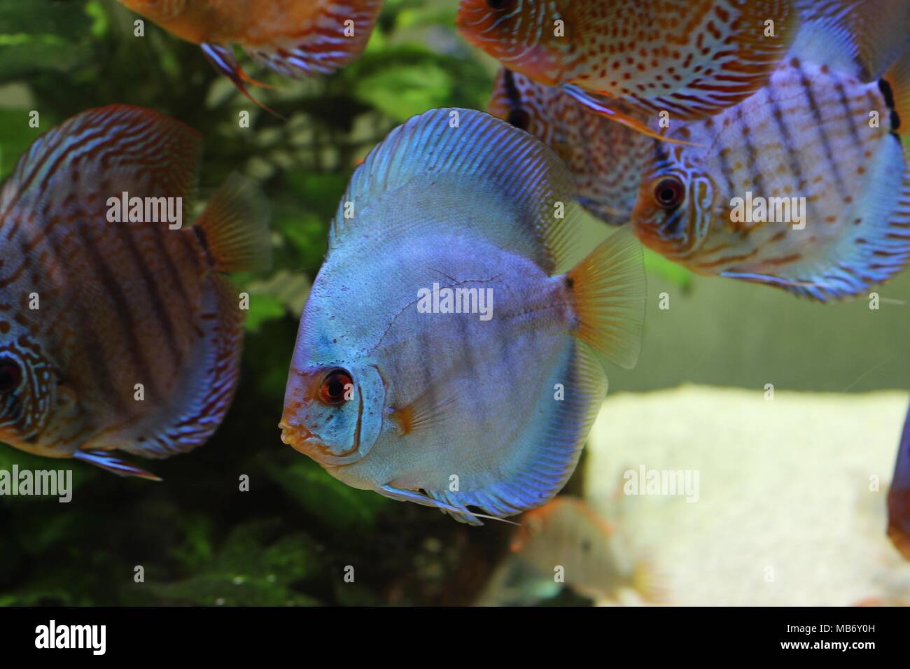 Pompadour Diskus Fisch Symphysodon Aequifasciatus Stockfotos und ...