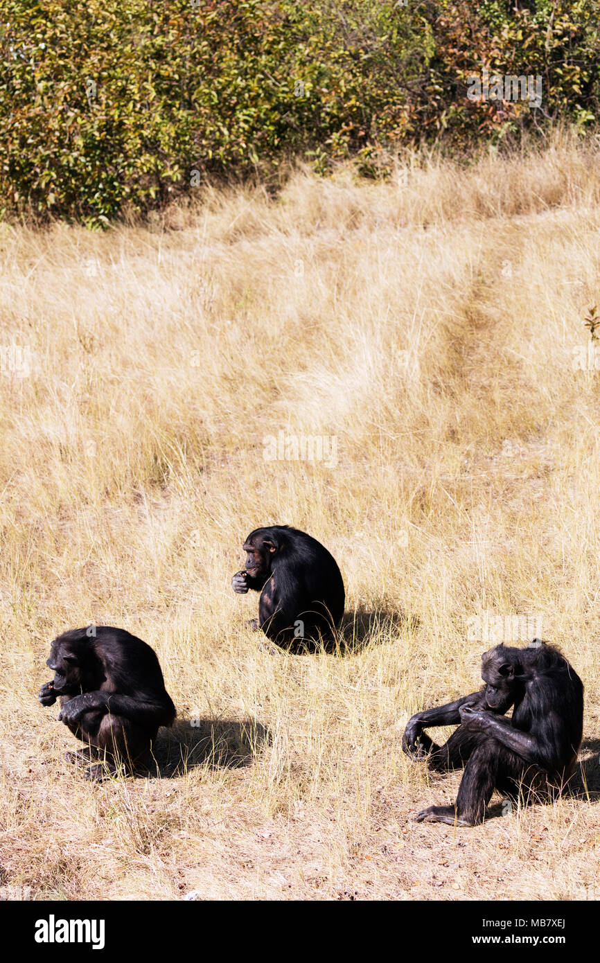 Schimpanse jane goodall -Fotos und -Bildmaterial in hoher Auflösung – Alamy