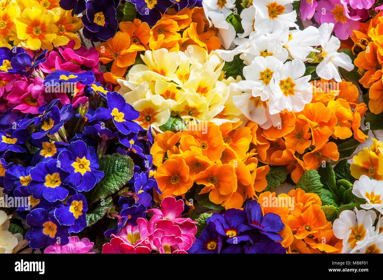 Beetpflanzen primeln -Fotos und -Bildmaterial in hoher Auflösung – Alamy