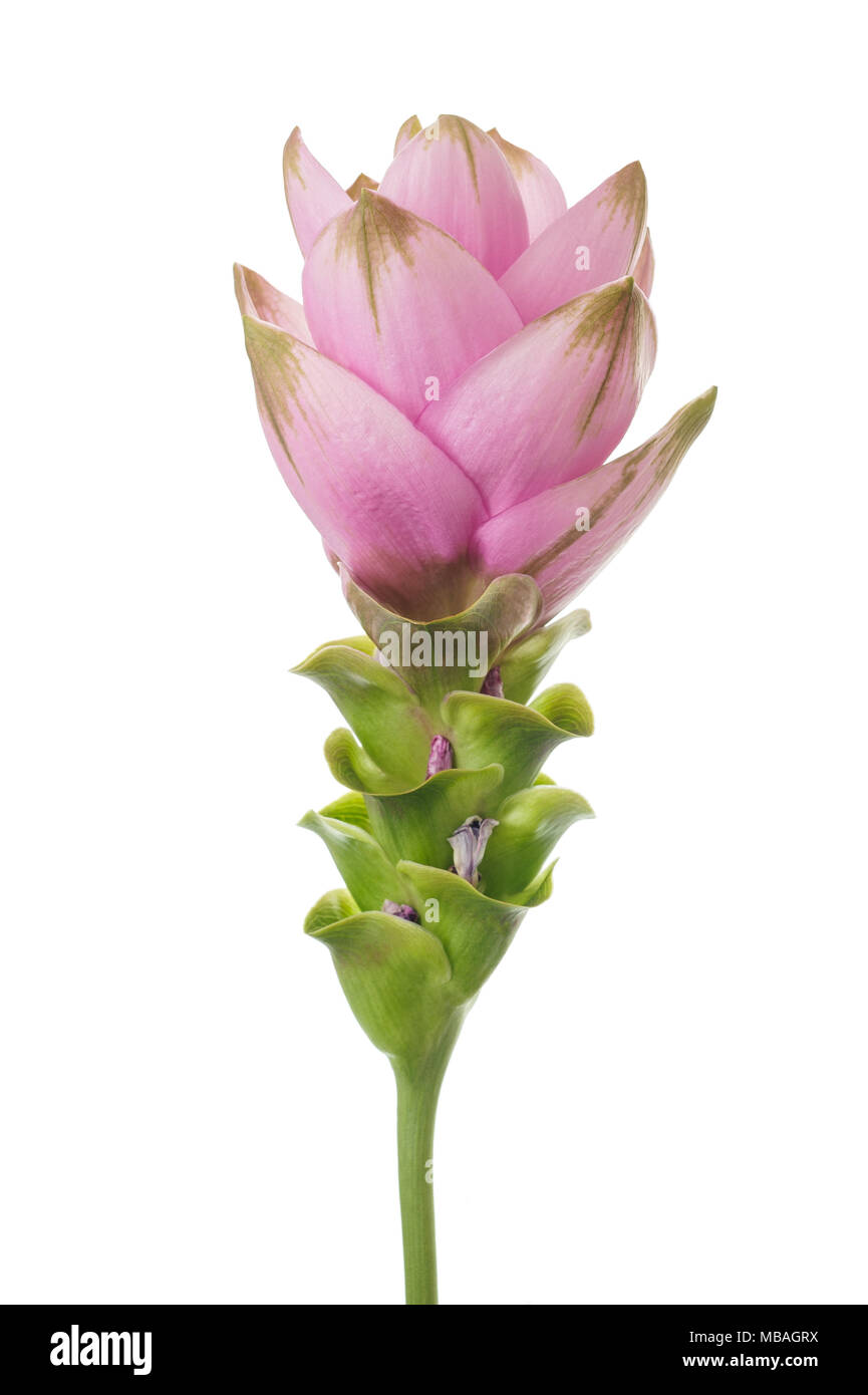 Curcuma longa blume -Fotos und -Bildmaterial in hoher Auflösung – Alamy