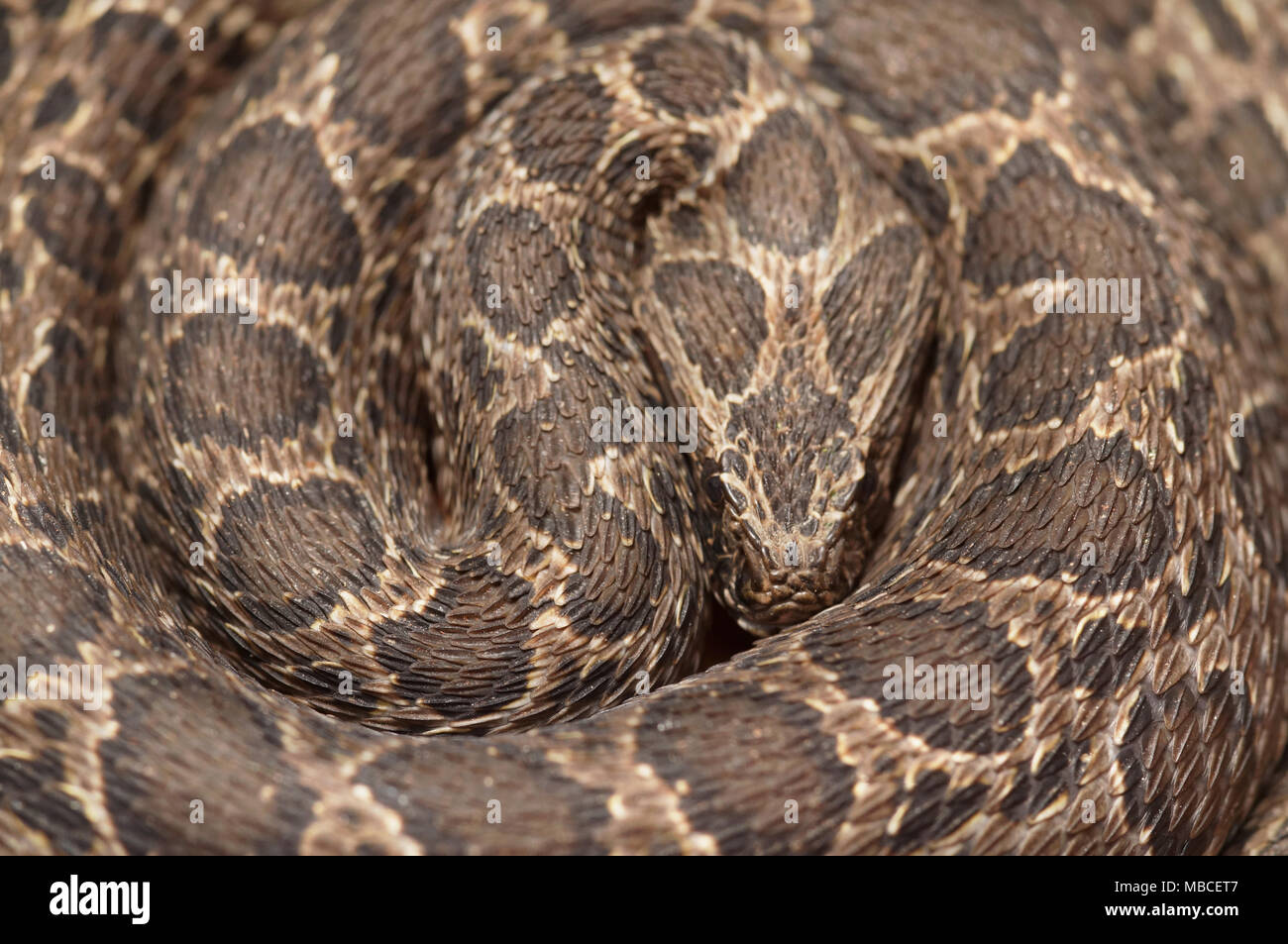 Russells viper snake -Fotos und -Bildmaterial in hoher Auflösung – Alamy