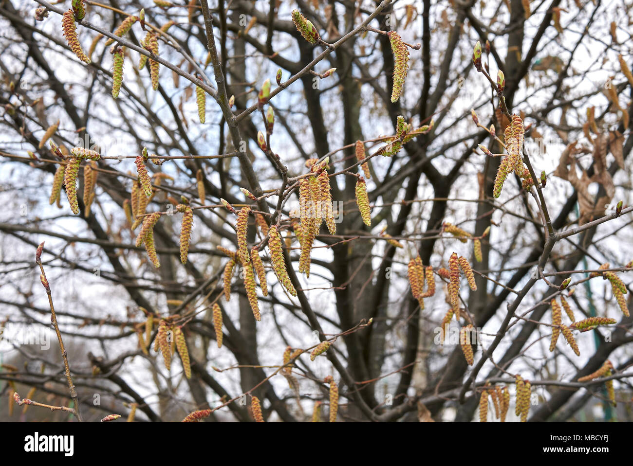 Hornbeam carpinus betulus winter -Fotos und -Bildmaterial in hoher ...