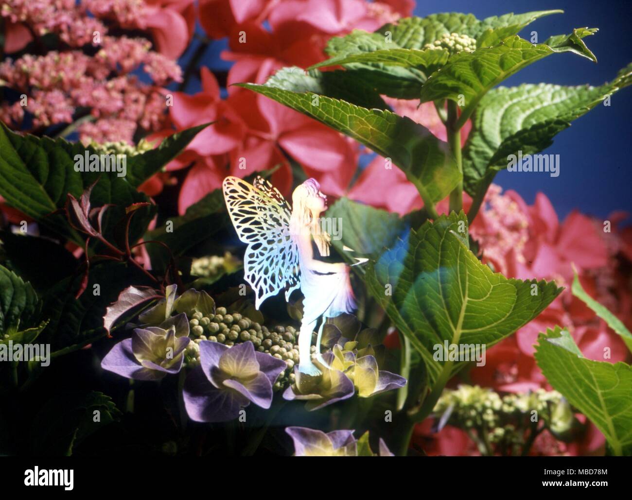 Feen blumen -Fotos und -Bildmaterial in hoher Auflösung – Alamy