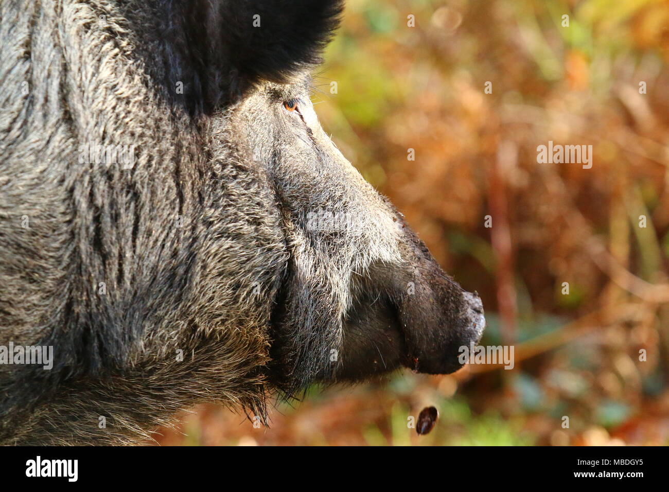 Briten wildtier tier ferkel -Fotos und -Bildmaterial in hoher Auflösung ...