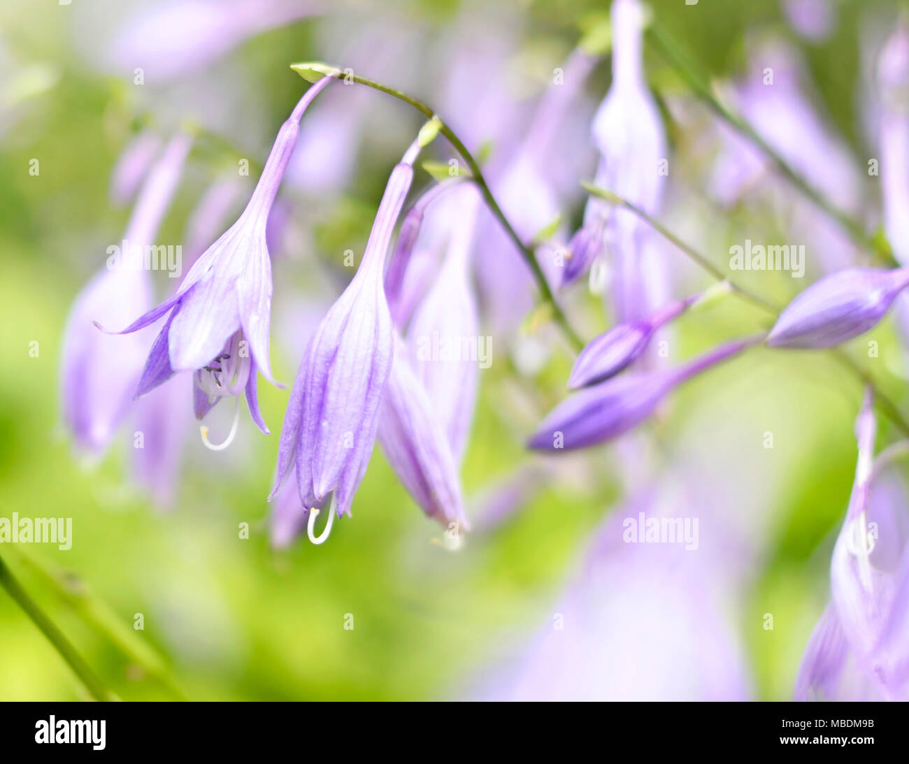Beautiful purple background campanula flowers -Fotos und -Bildmaterial ...