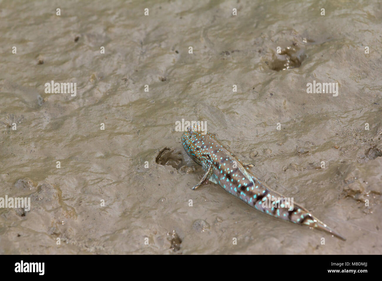 Fisch im schlamm -Fotos und -Bildmaterial in hoher Auflösung – Alamy