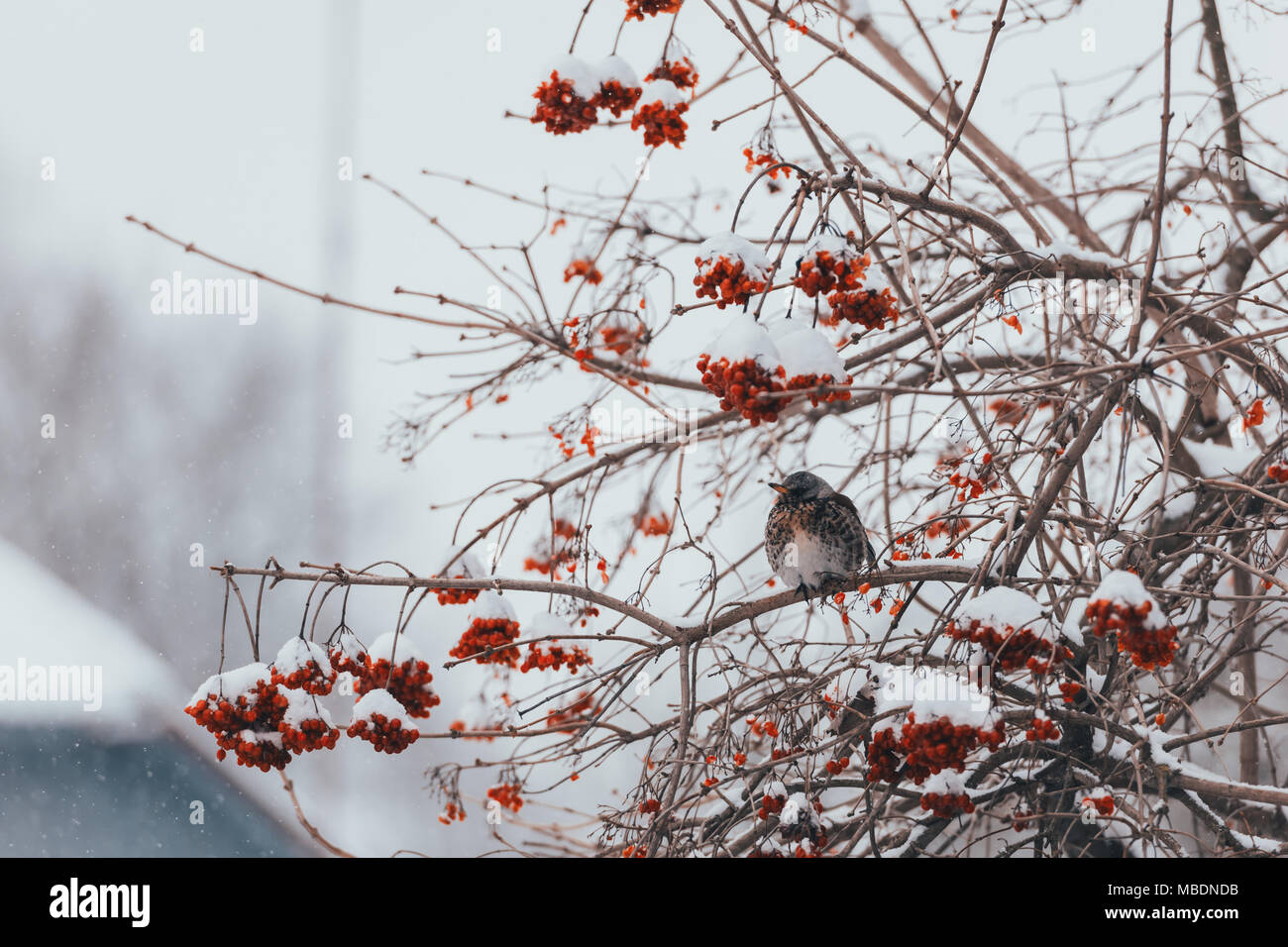 Beeren fressende vögel -Fotos und -Bildmaterial in hoher Auflösung – Alamy