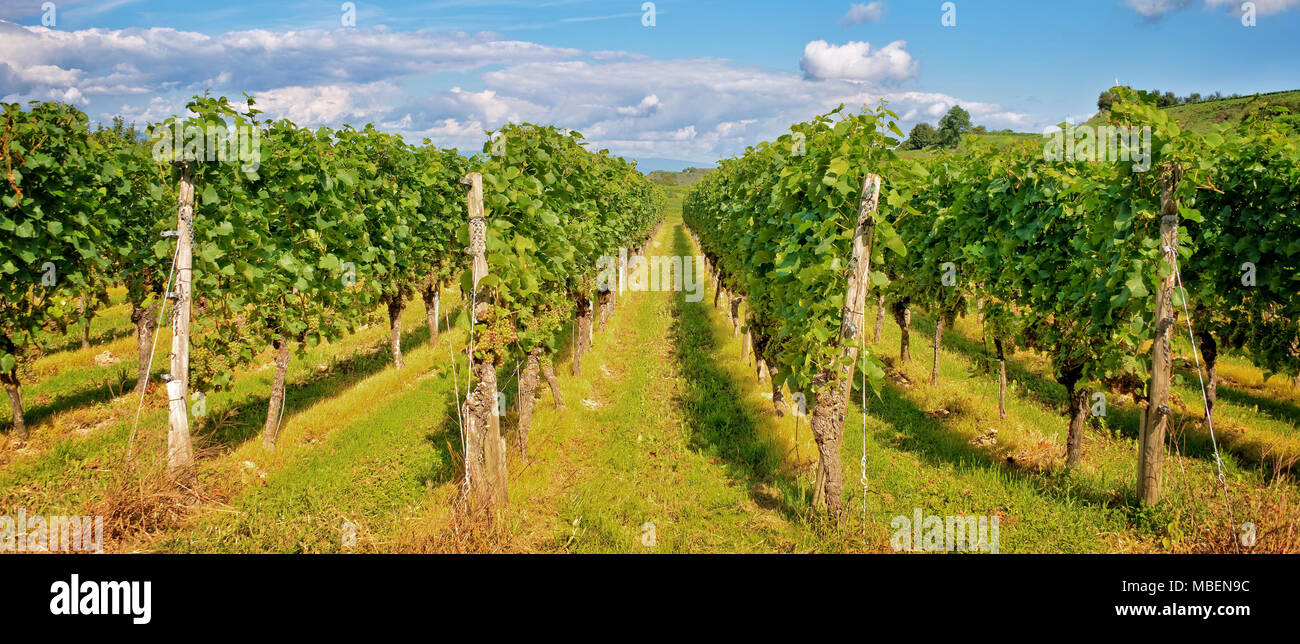 Weinberg banner -Fotos und -Bildmaterial in hoher Auflösung – Alamy