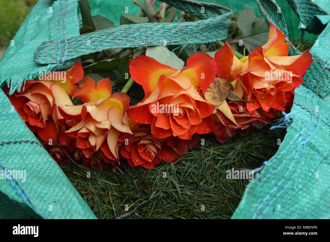 Entsorgung von gartenabfällen -Fotos und -Bildmaterial in hoher ...