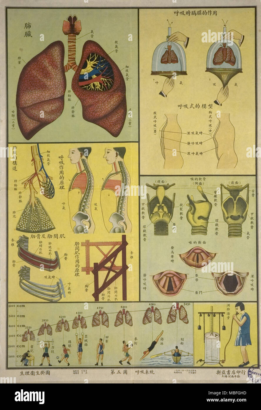 Pharynx anatomy -Fotos und -Bildmaterial in hoher Auflösung – Alamy