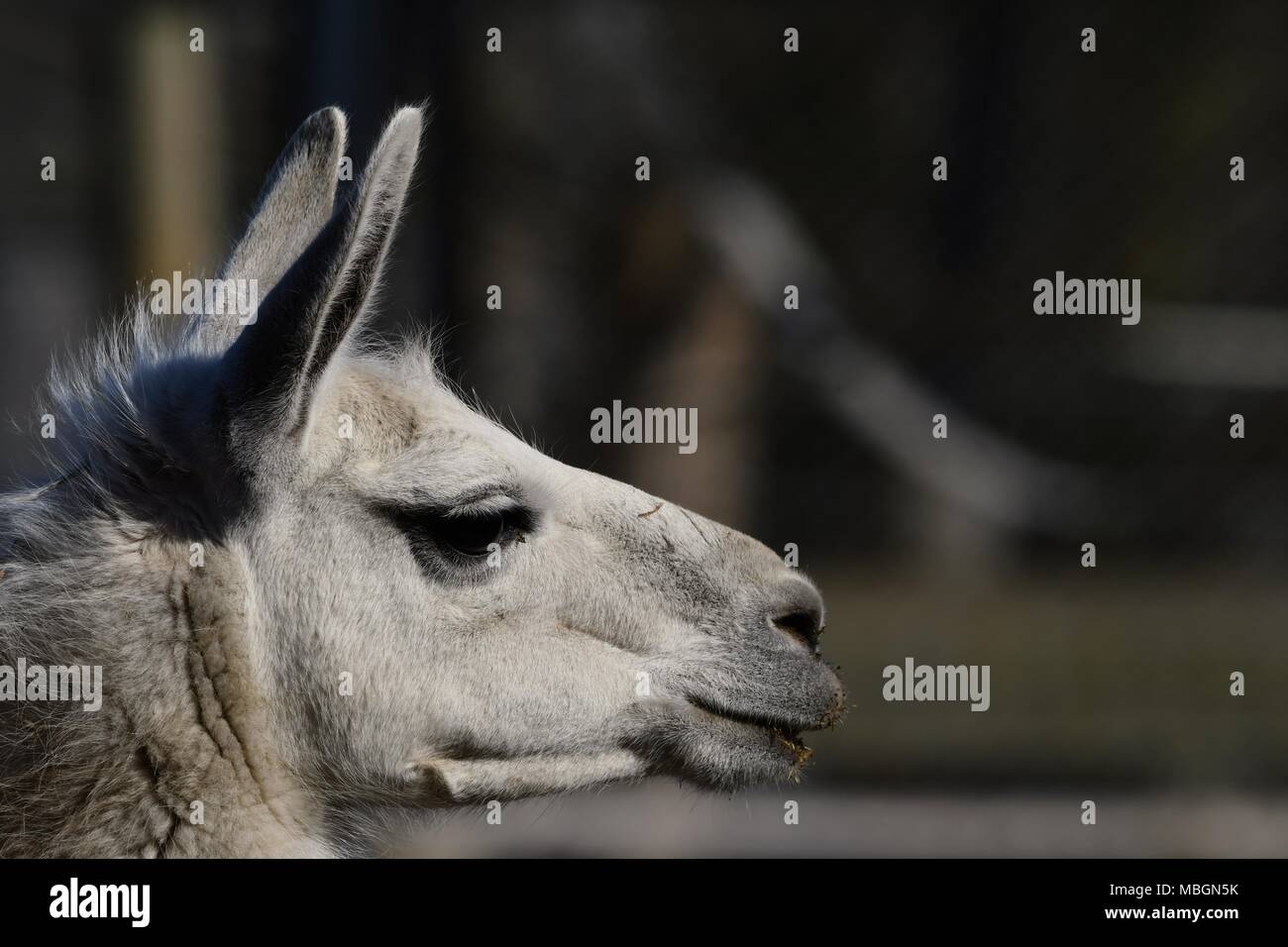Spitting llama -Fotos und -Bildmaterial in hoher Auflösung – Alamy