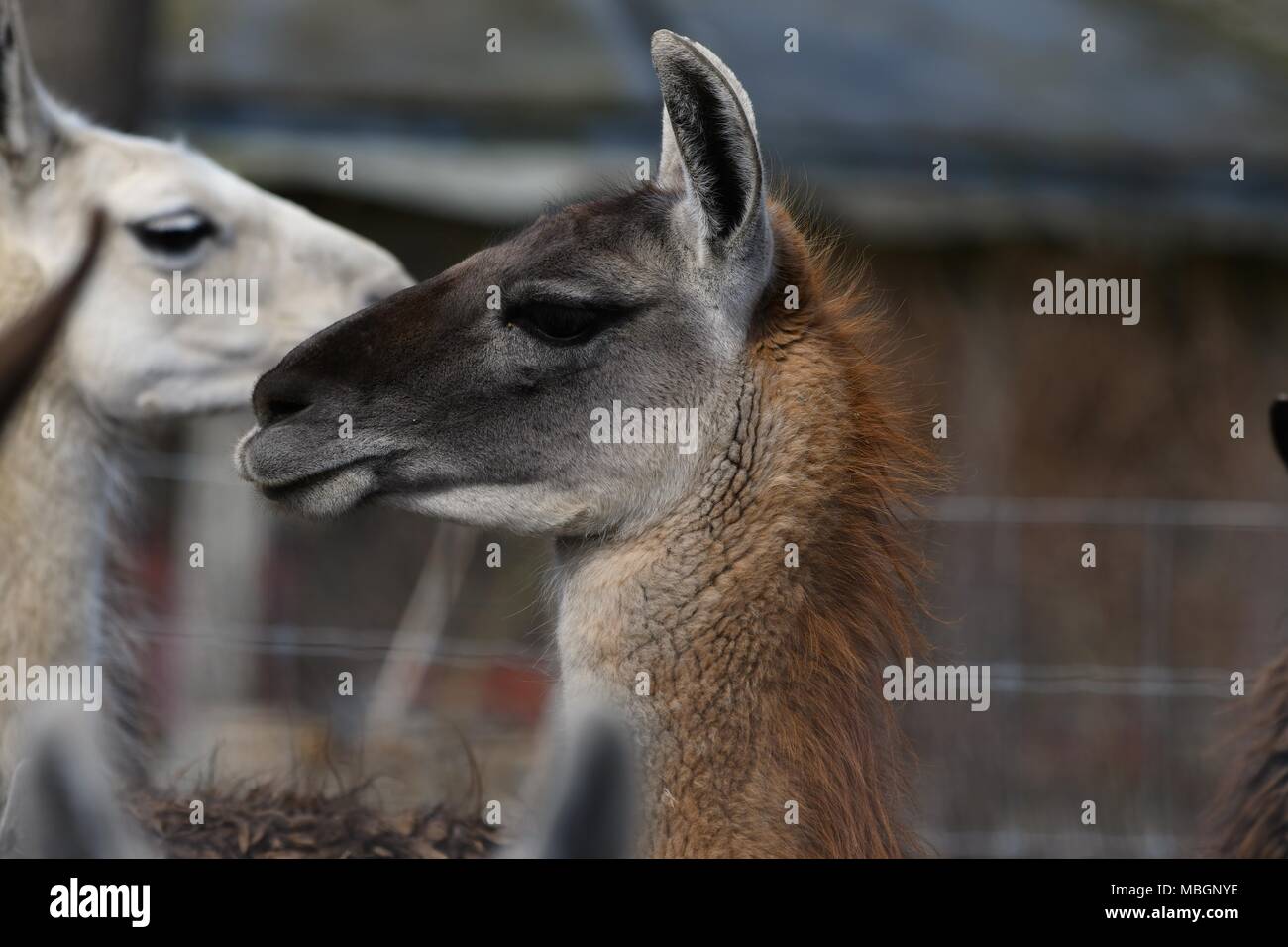 Llama funny face -Fotos und -Bildmaterial in hoher Auflösung - Seite 3 ...