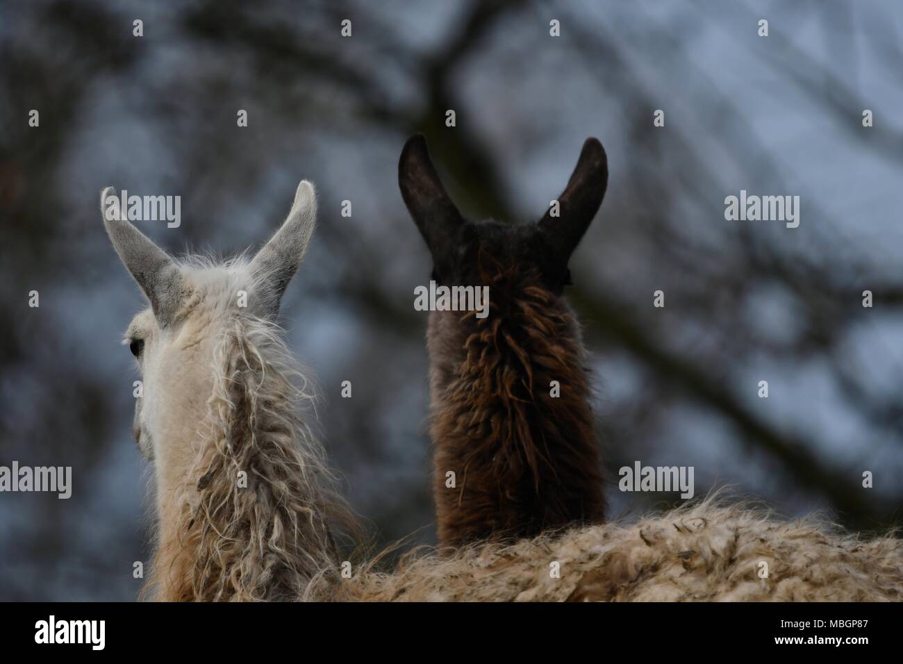 Spitting llama -Fotos und -Bildmaterial in hoher Auflösung – Alamy