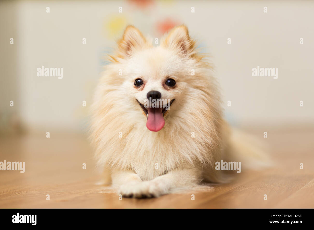 Hunderassen Deutscher Wachtelhund beige Farbe auf dem Boden liegt ...