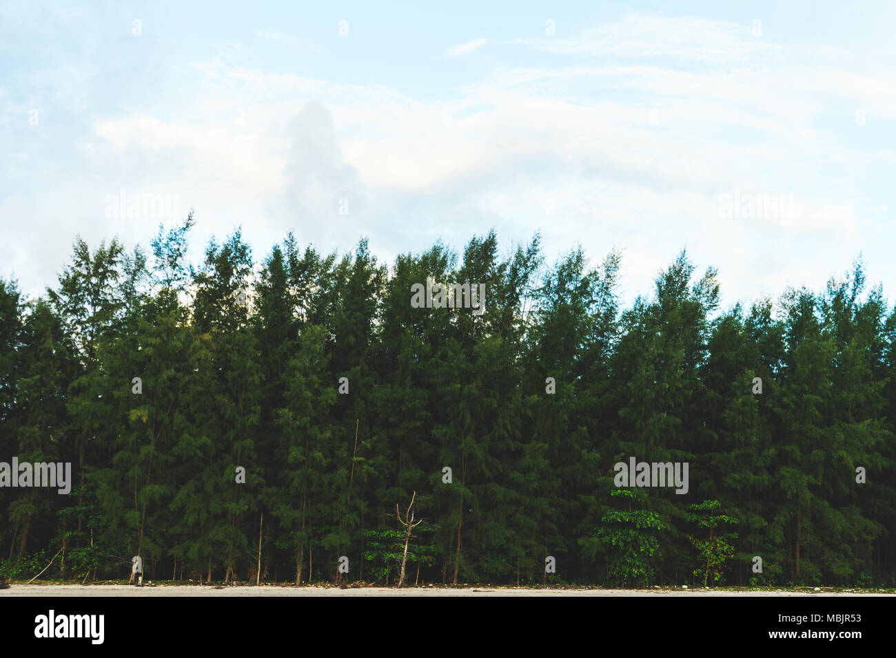 Pinie strand -Fotos und -Bildmaterial in hoher Auflösung – Alamy