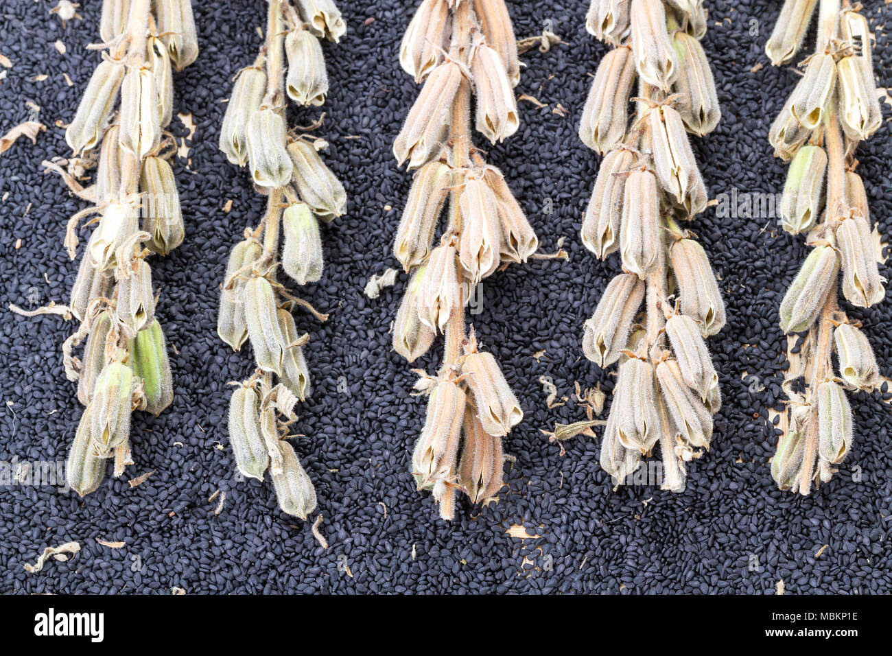Sesampflanze mit blumen -Fotos und -Bildmaterial in hoher Auflösung – Alamy