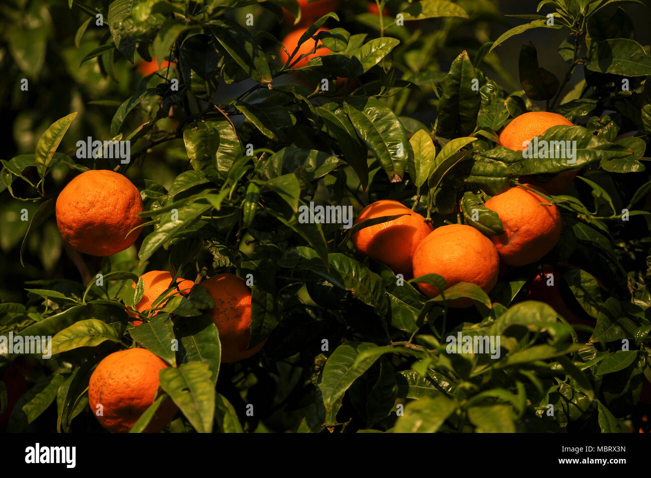 Oranienbaum giardino -Fotos und -Bildmaterial in hoher Auflösung – Alamy