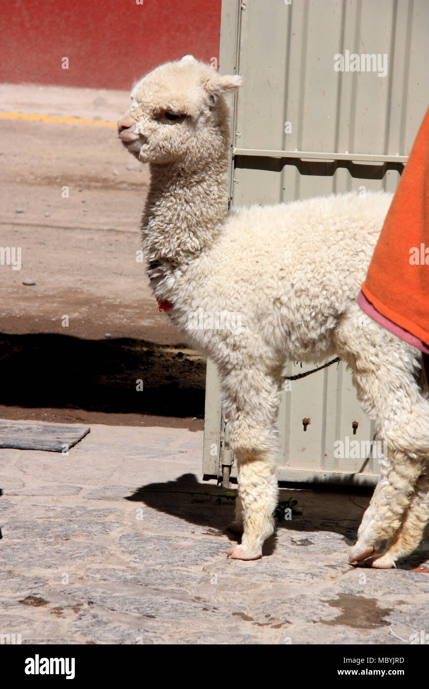 Kleines baby lama alpaka -Fotos und -Bildmaterial in hoher Auflösung ...