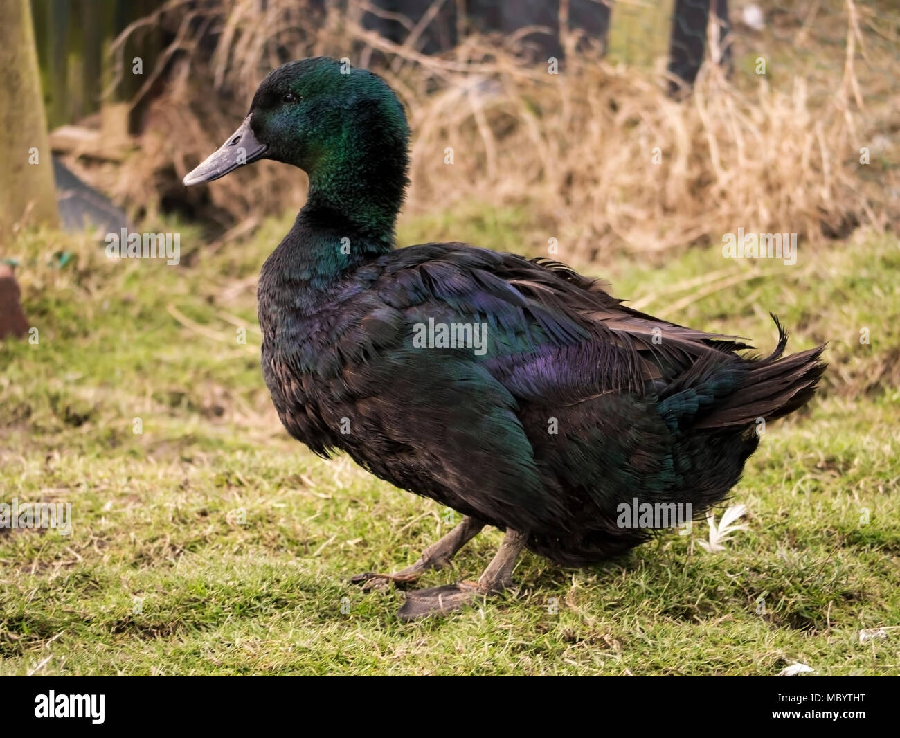 Cayuga ducks -Fotos und -Bildmaterial in hoher Auflösung – Alamy